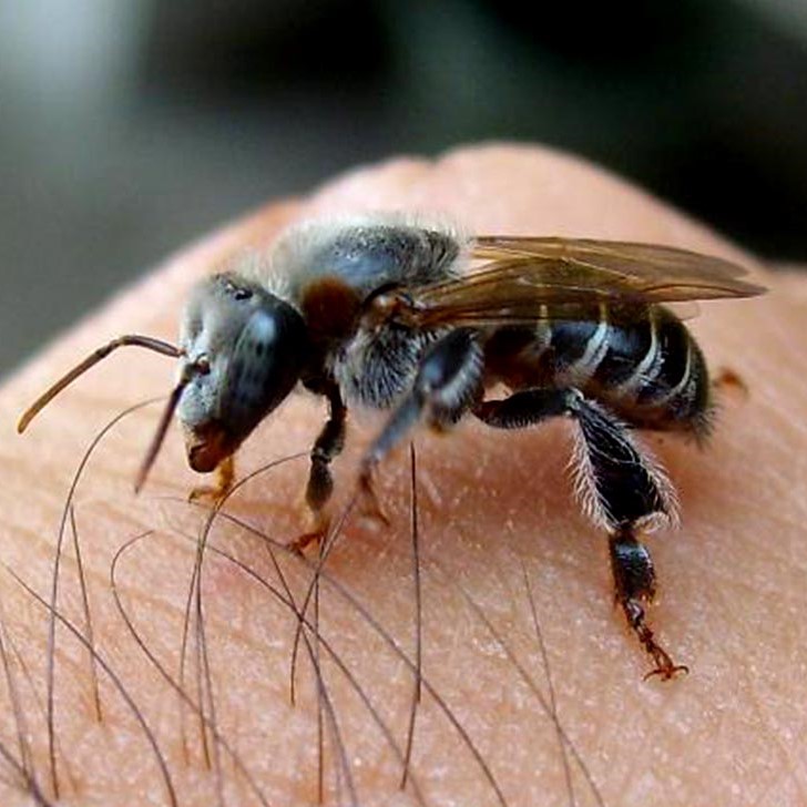 BeeBrasil